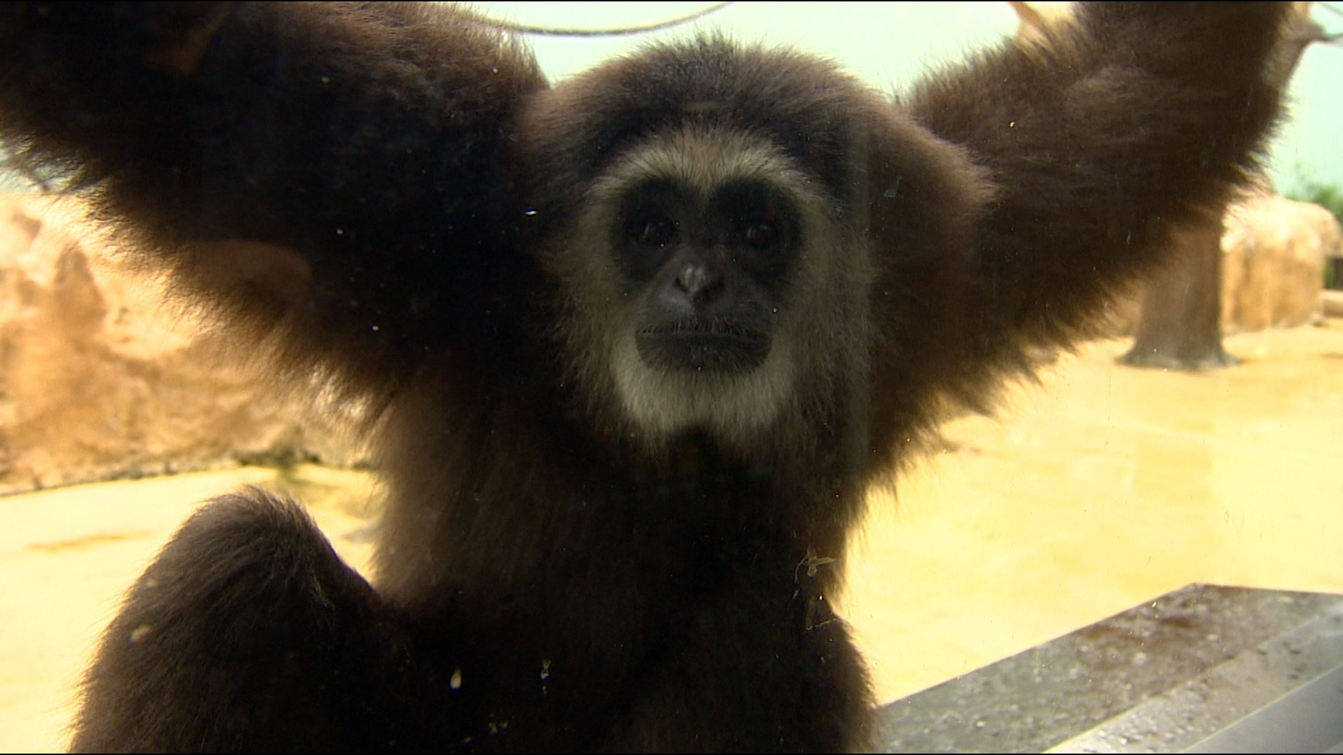 Linda McIngvale gives tour of exotic animals at Club Westside | khou.com