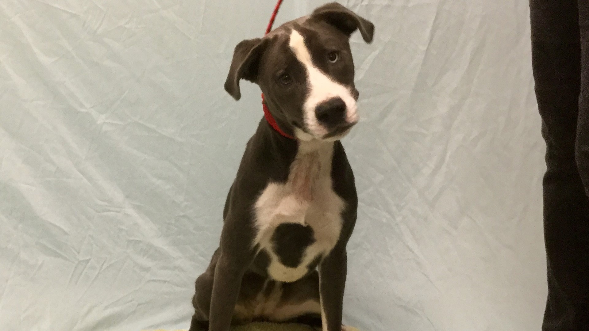 Harris County Animal Shelter overwhelmed with over 400 dogs, cats ...