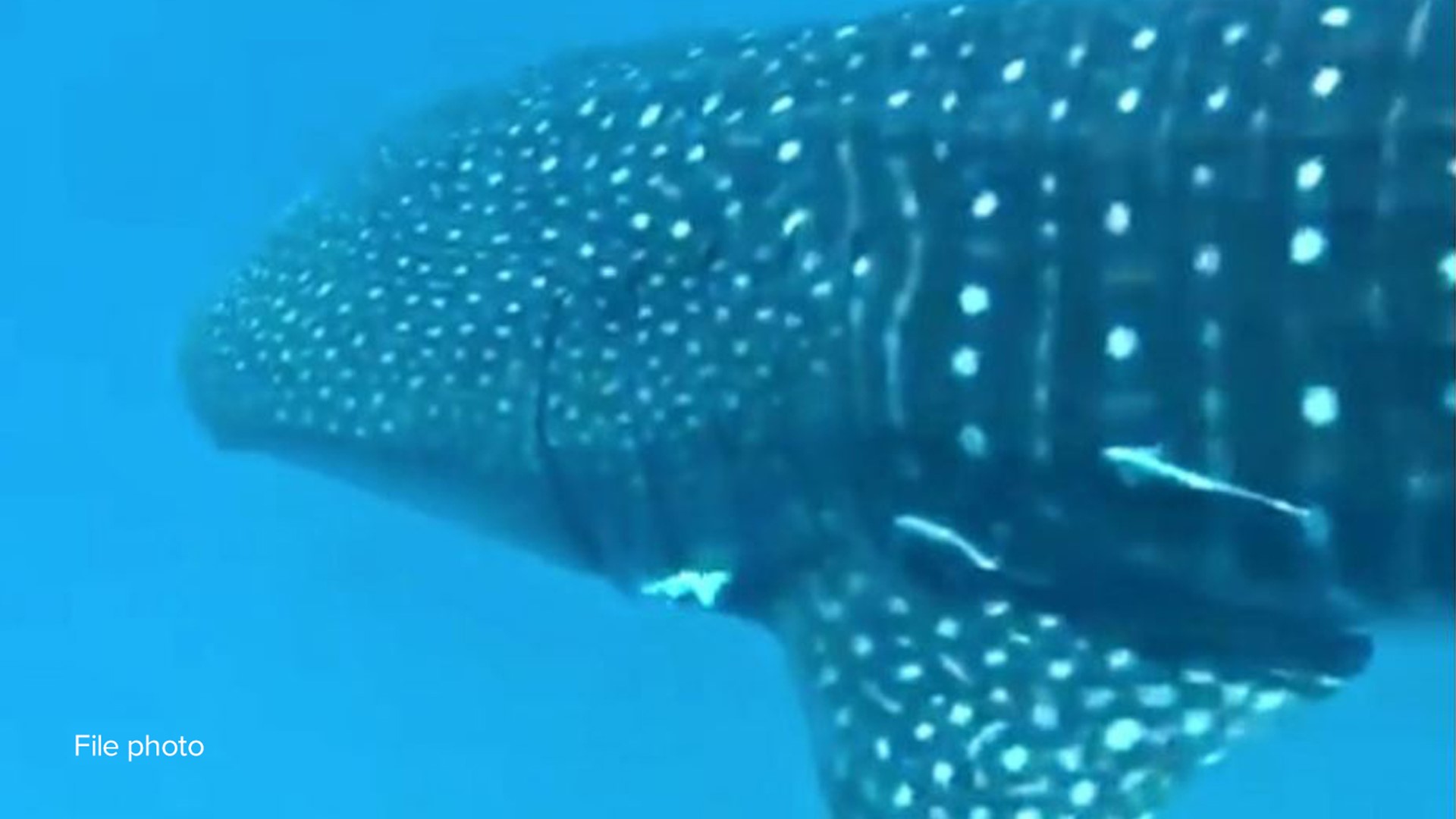 Largest fish species in the world spotted off Texas beach: report ...