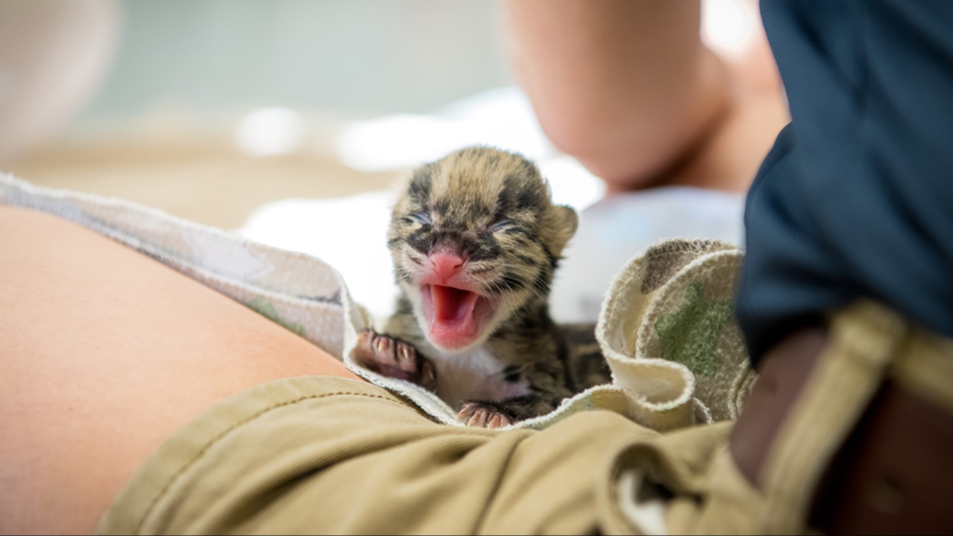Missing Clouded leopard found, Dallas Zoo says | khou.com