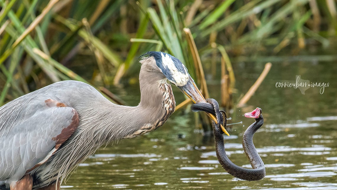 Photos of Great Blue Heron wrangling snake at Brazos Bend park | khou.com