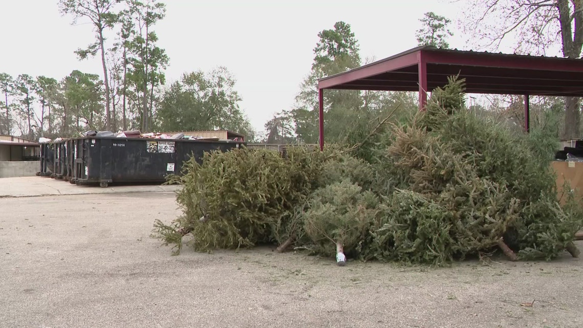 Old Christmas trees once destined for the landfill to be sunk in Lake ...