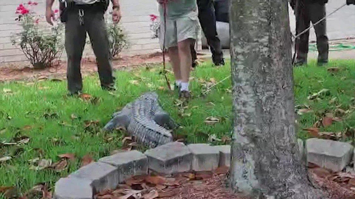 8-foot alligator found on front porch of Humble home | khou.com