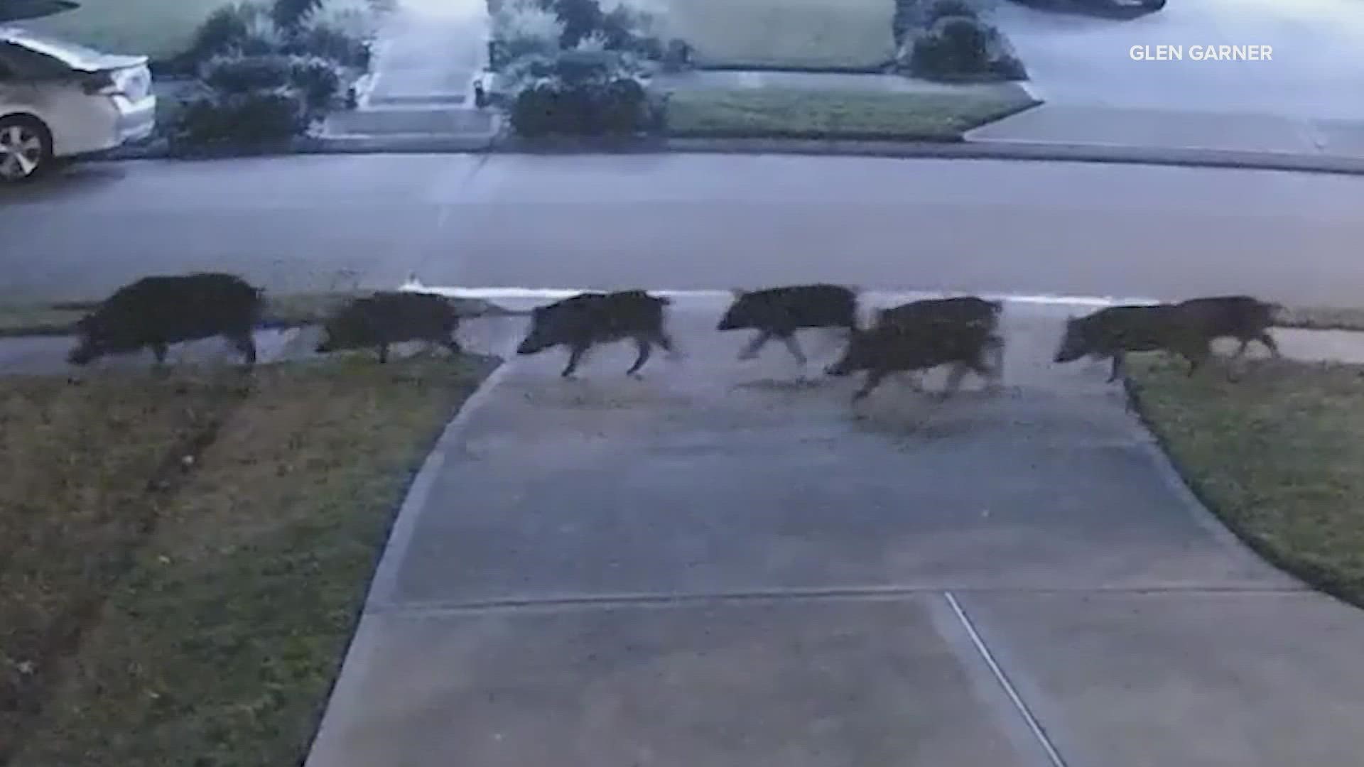 Dozens of feral hogs spotted in Sienna | khou.com