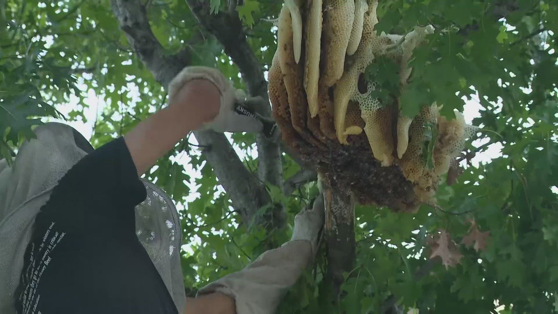 Bees near Daikin Park now have a new home after removal | khou.com