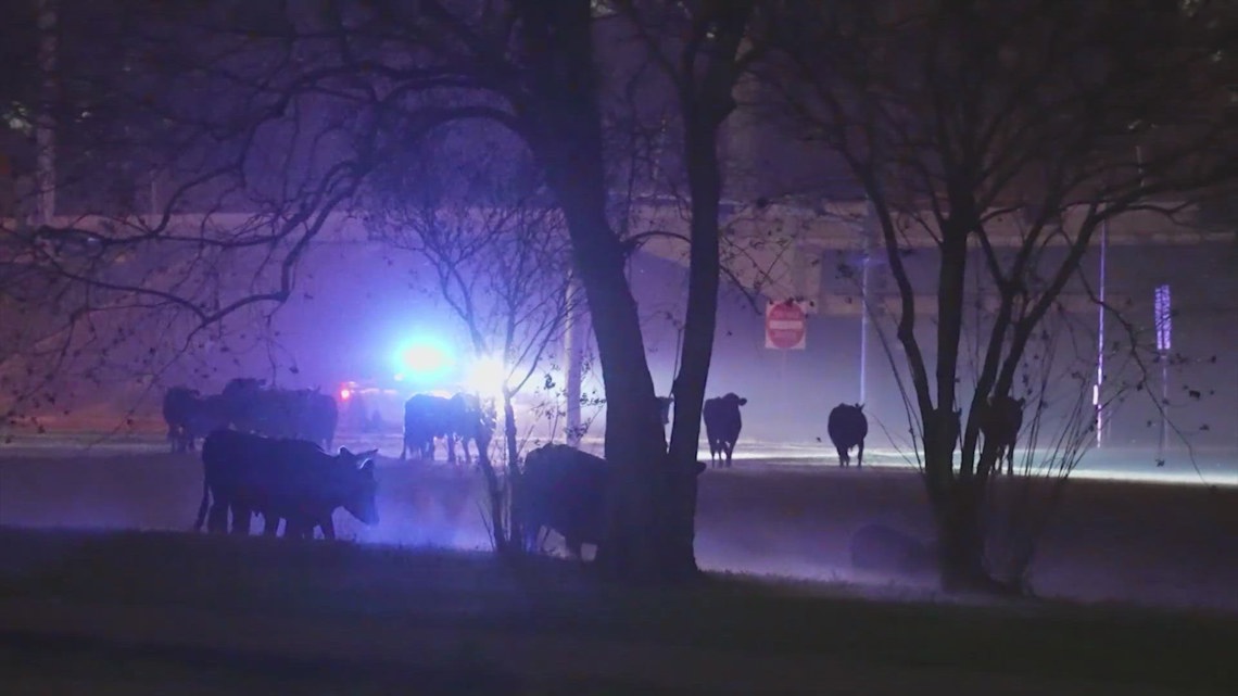15 cows escape onto East Houston road, rounded up by police | khou.com