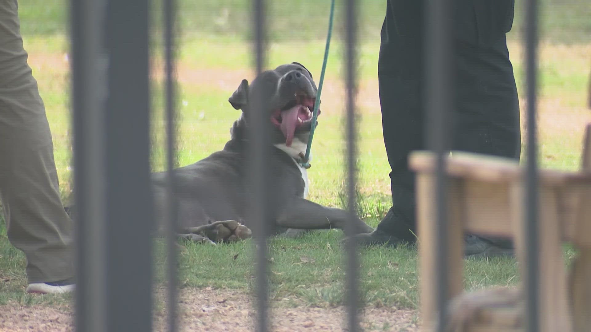 Sugar Land Animal Services shelter overcrowded | khou.com