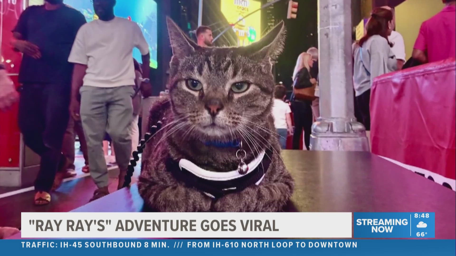Ray Ray the cat sneakily joins family on trip by riding on car's roof ...