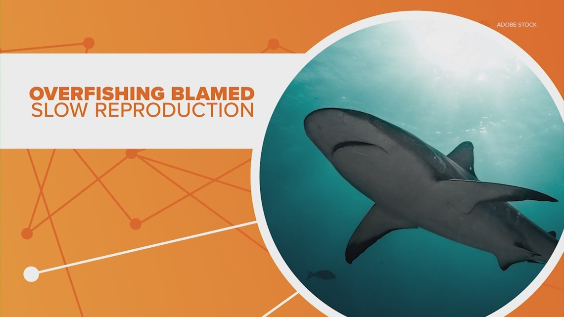Alarming decline in shark population | Connect the Dots | khou.com