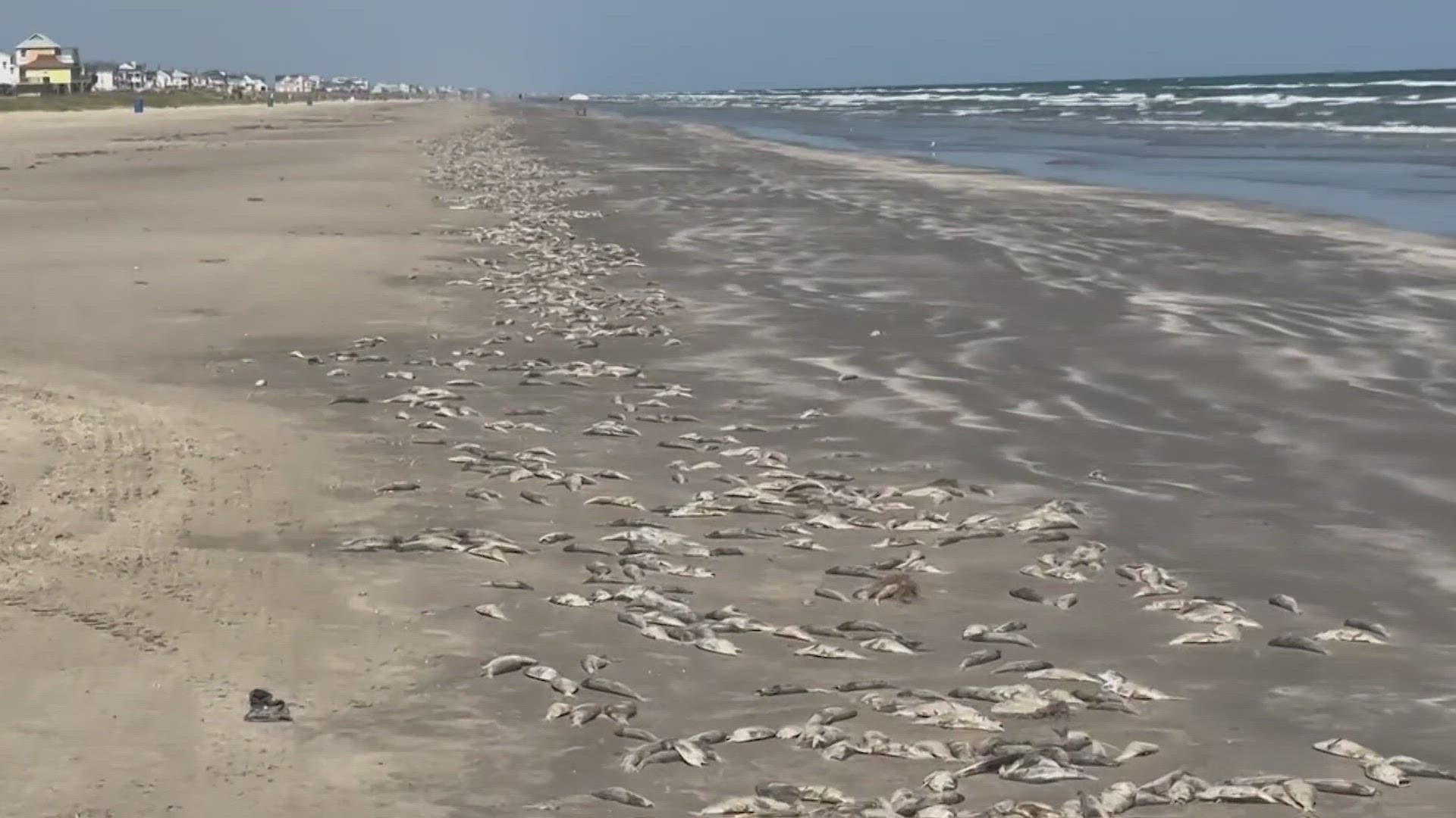 Dead fish washing up on Galveston beaches | khou.com