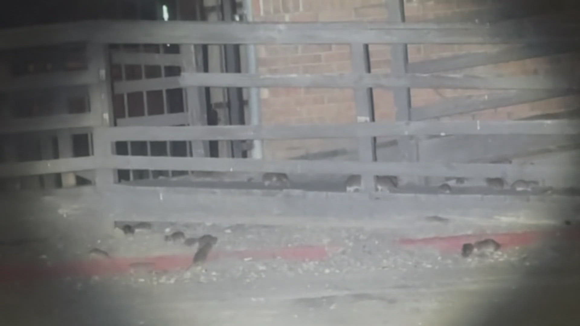 Viral rat videos spark official investigation at Houston apartment ...