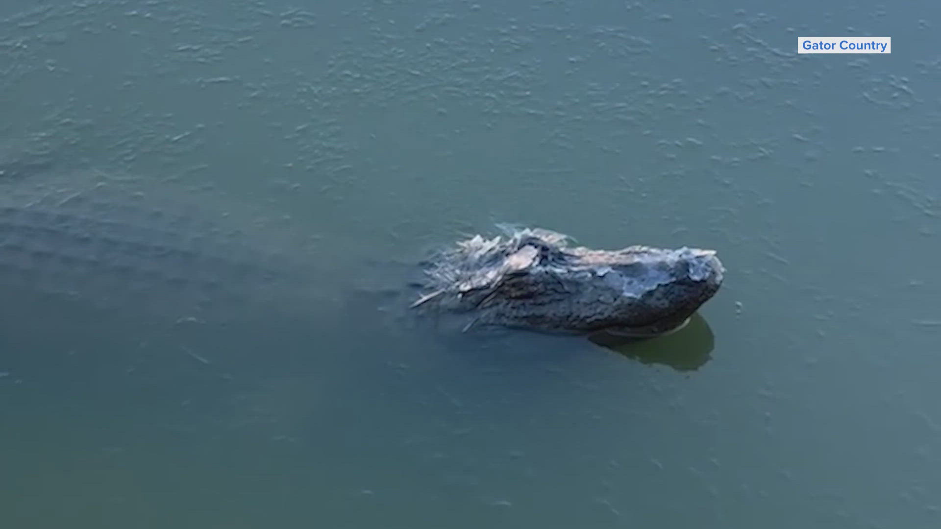 Here's how one gator in Beaumont rode out the recent freezing temps ...