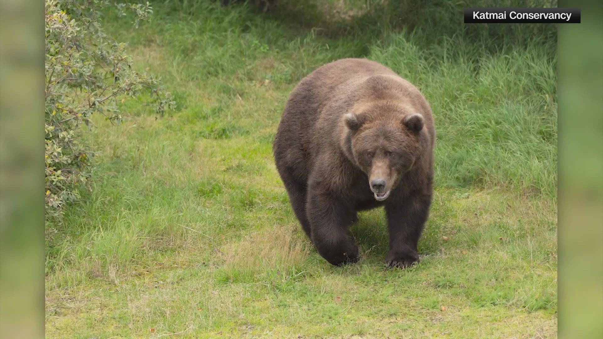 Fat Bear Week 2025 voting kicks off at Katmai National Park | khou.com