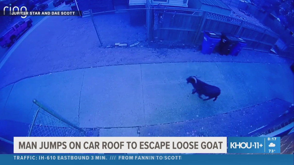 Goat unleashes chaos on Detroit neighborhood | khou.com