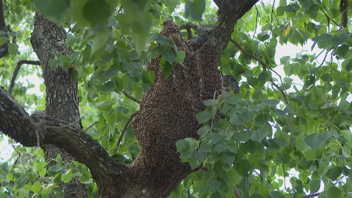 Houston Texans provide Joe Mixon roster update | khou.com