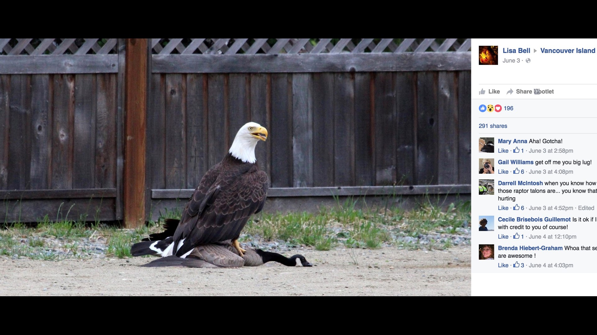 Woman captures epic battle between bald eagle and goose | khou.com