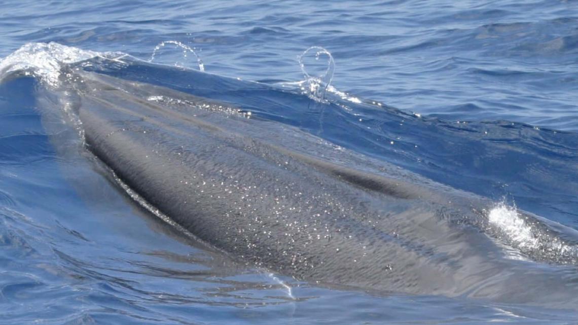 Extremely rare Rice's whale spotted south of Galveston | khou.com