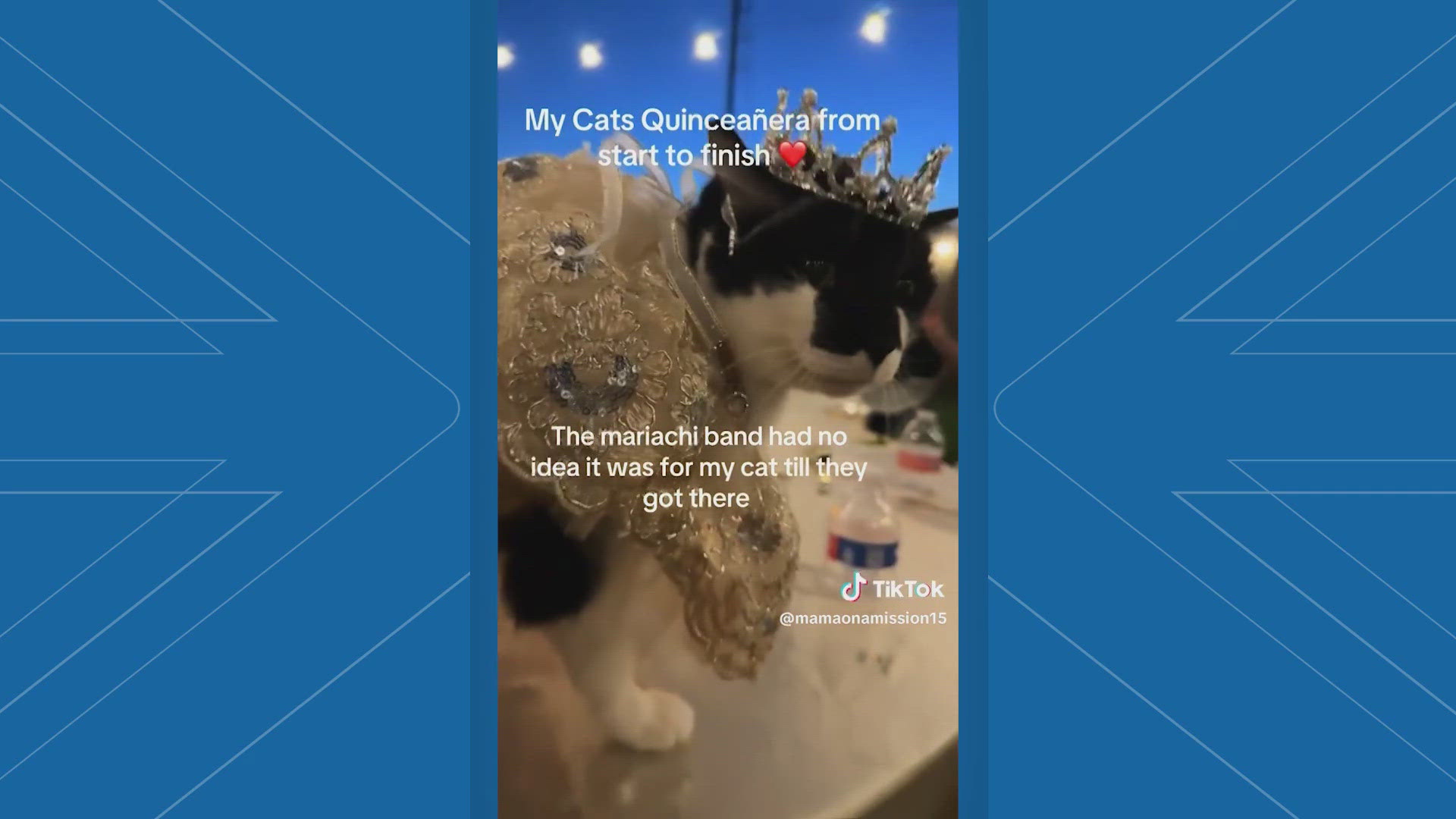 Houston cat's quinceañera goes viral | khou.com