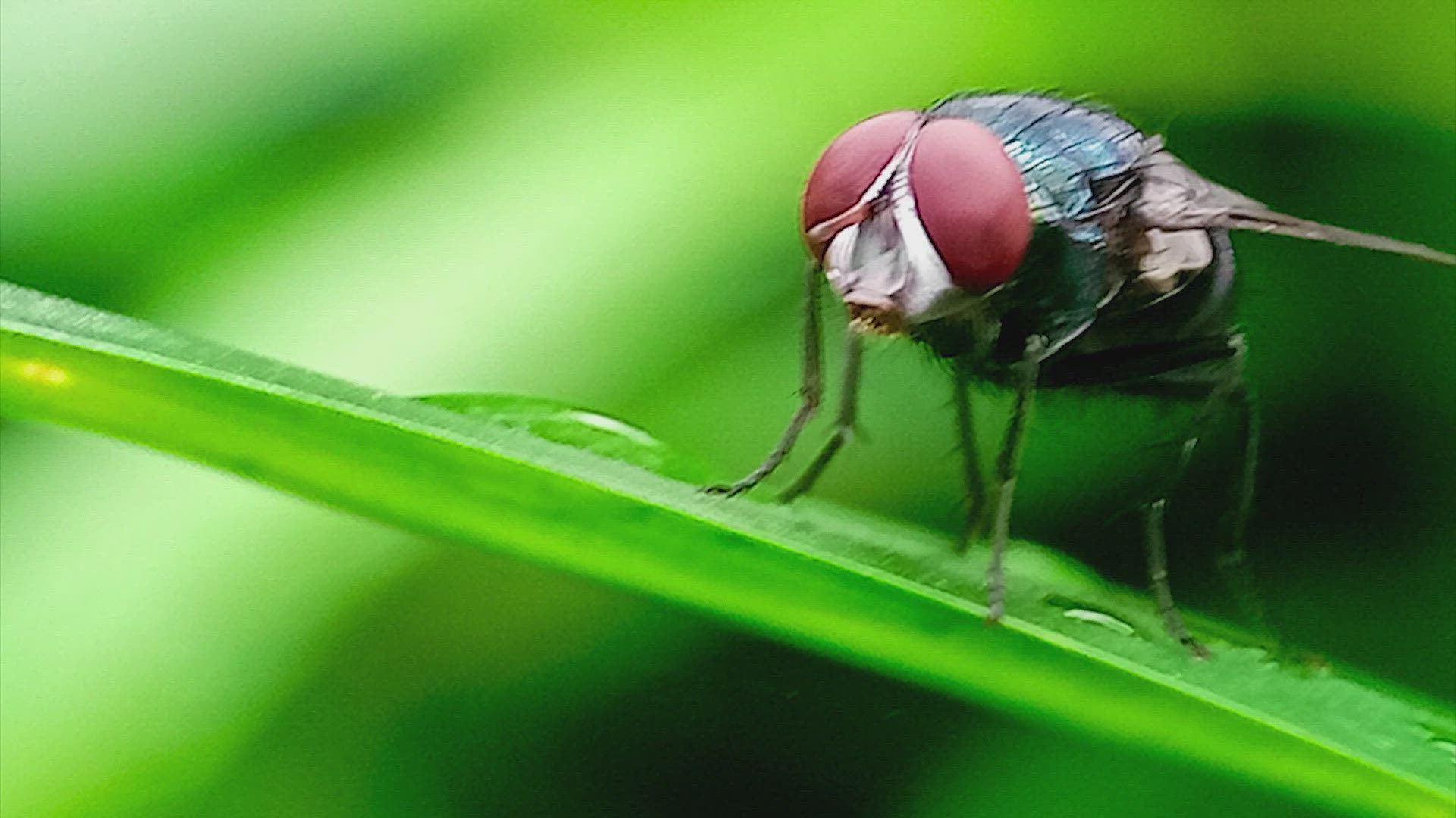 Screwworm outbreak spreads north, raising concerns along Texas border ...