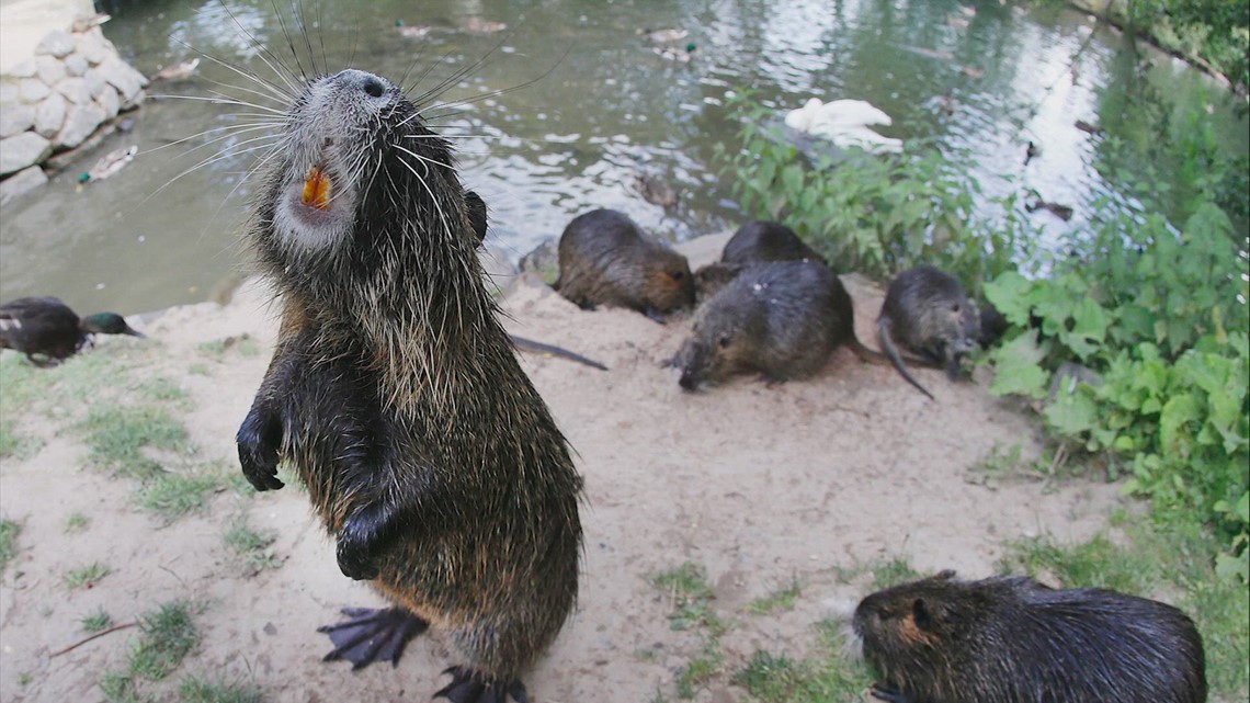 Massive river rats -- or nutria -- are taking over lakes in Katy | khou.com