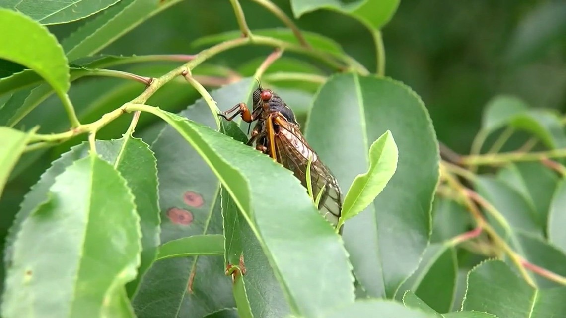 Two different breeds of cicadas are about to emerge at the same time ...