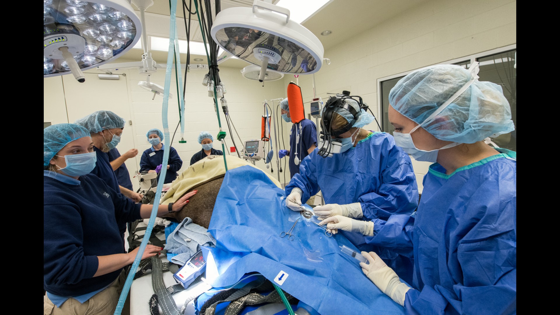 Houston Zoo sea lion has cataract surgery | khou.com