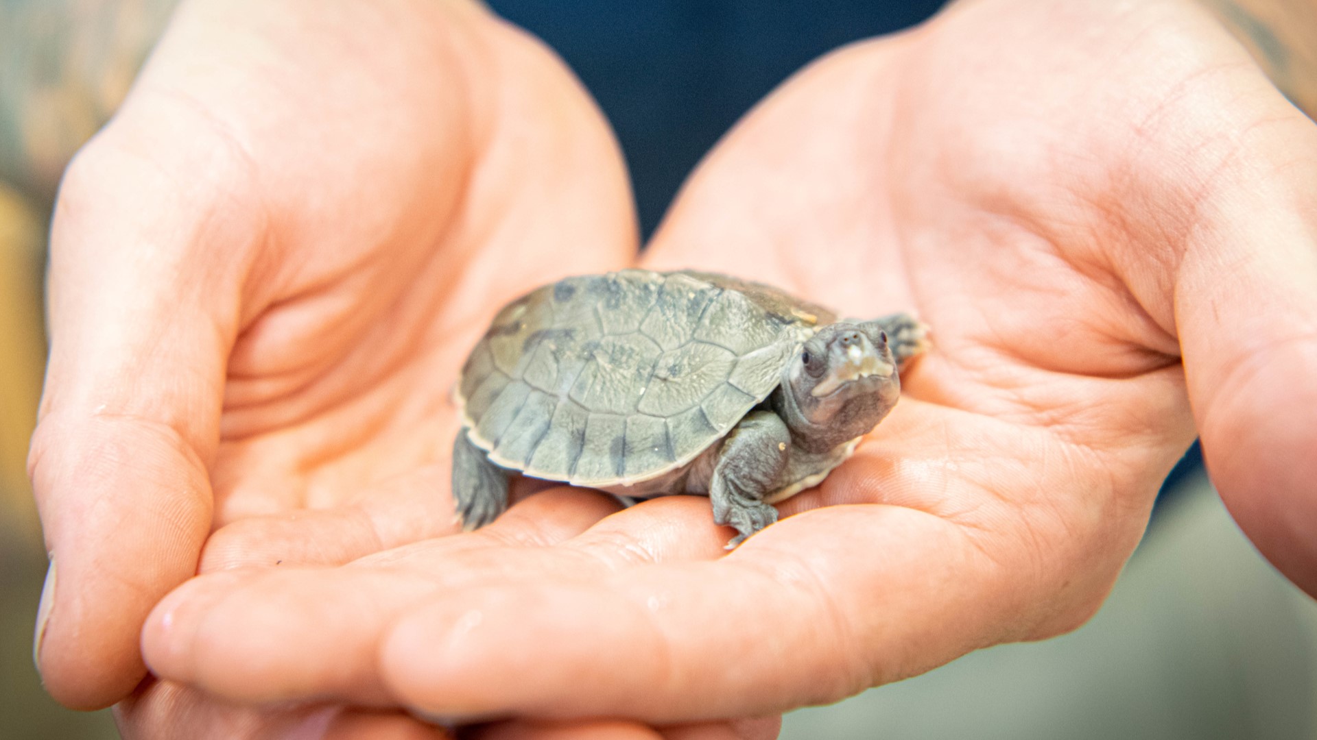 Baby turtles! Houston Zoo has first ever hatching of highly endangered ...