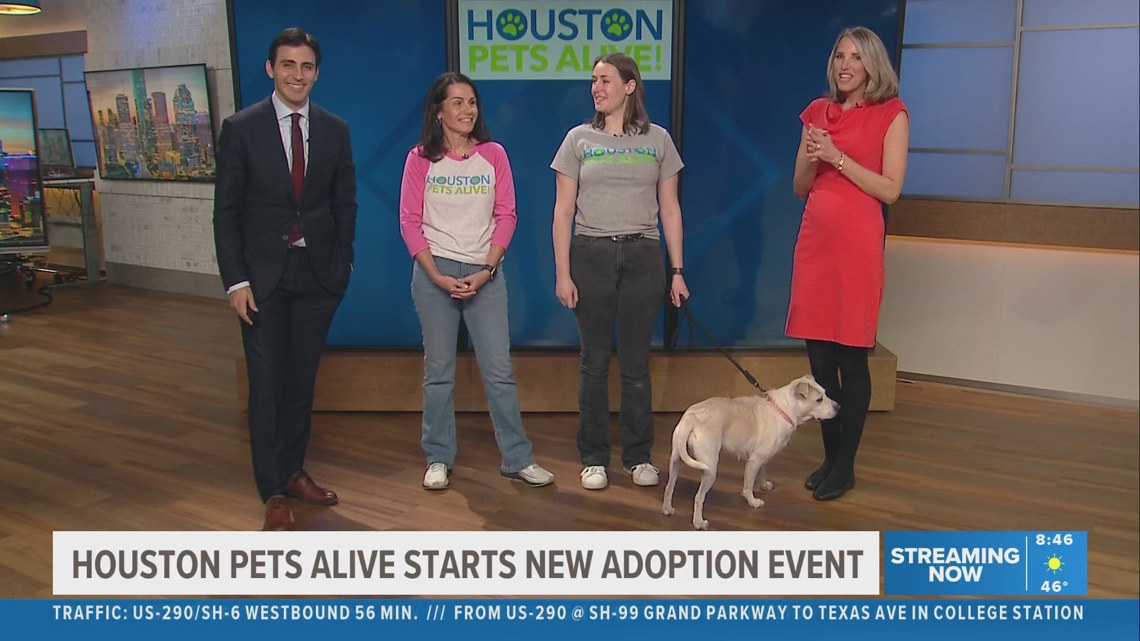 Houston Pets Alive! launches Adopt-a-Palooza to help more pets get ...