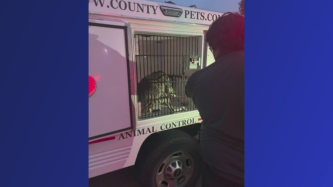 Dog attacks toddler in stroller and woman in Spring, Pct. 4 says | khou.com