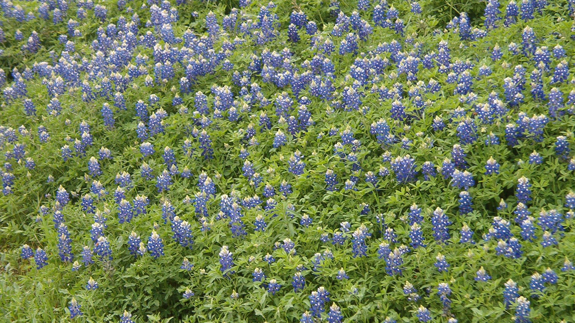 Where are the best places near Houston to see wildflowers? | khou.com