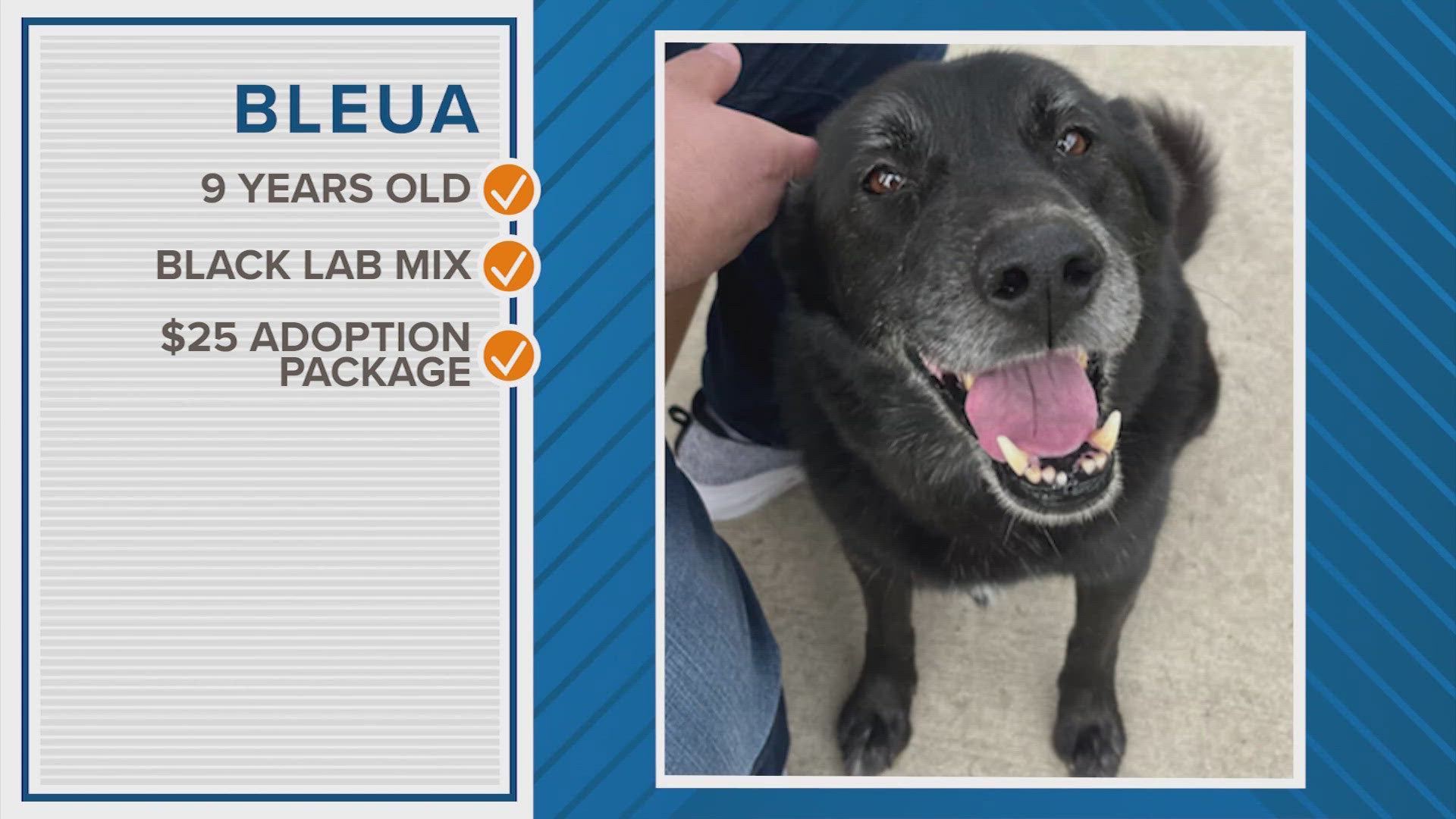 Sully the service dog honored with 2019 AKC Paw of Courage | khou.com