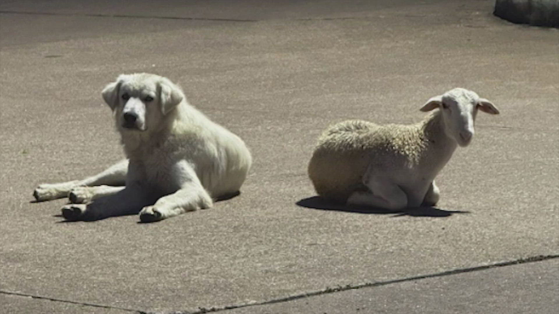 Where did sheep and dog that showed up in Angleton come from? | khou.com