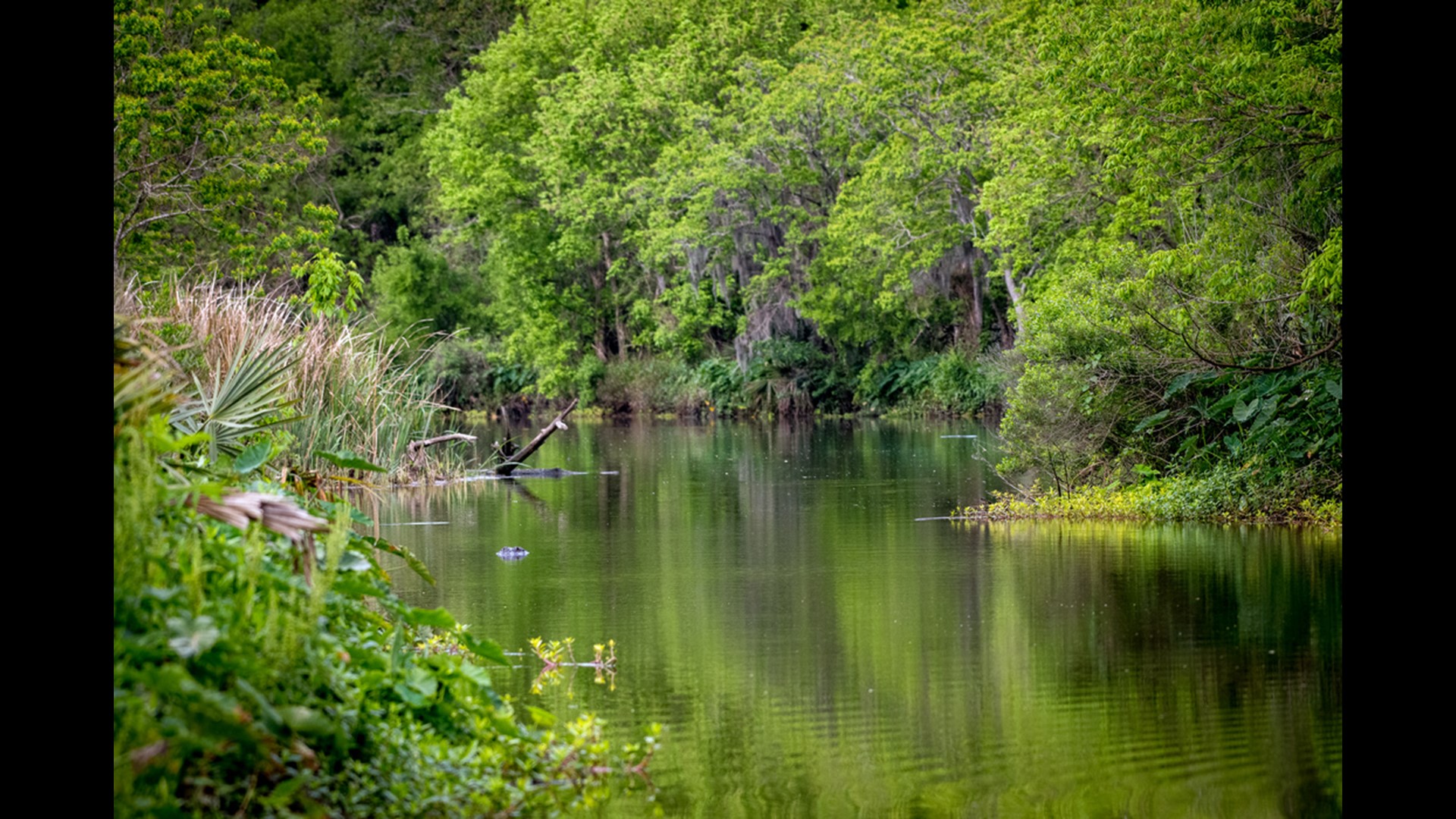 Houston Zoo's Texas Wetlands opens May 24th with bald eagles ...