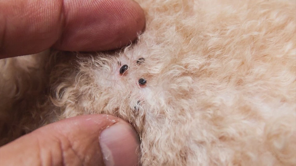 Typhus symptoms, prevention | Houston man recovering | khou.com