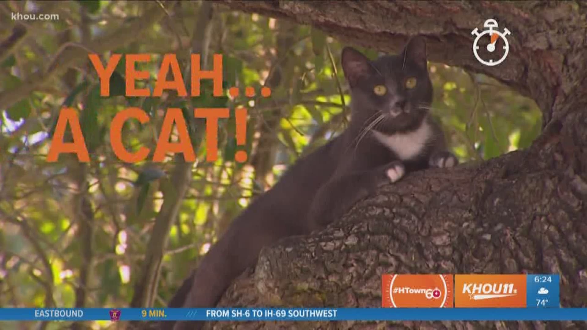 Meet TC, the cat who lives in a tree in southwest Houston | khou.com