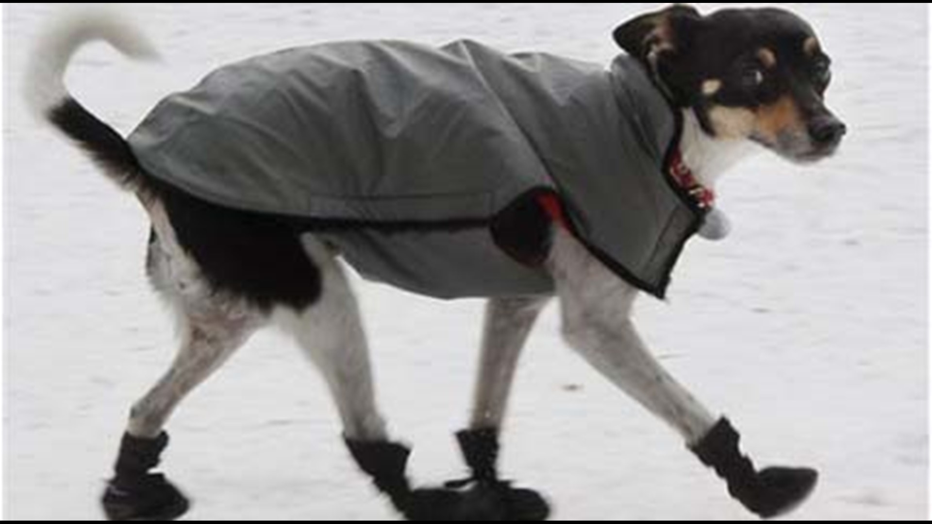 How to protect your pets during a freeze | khou.com