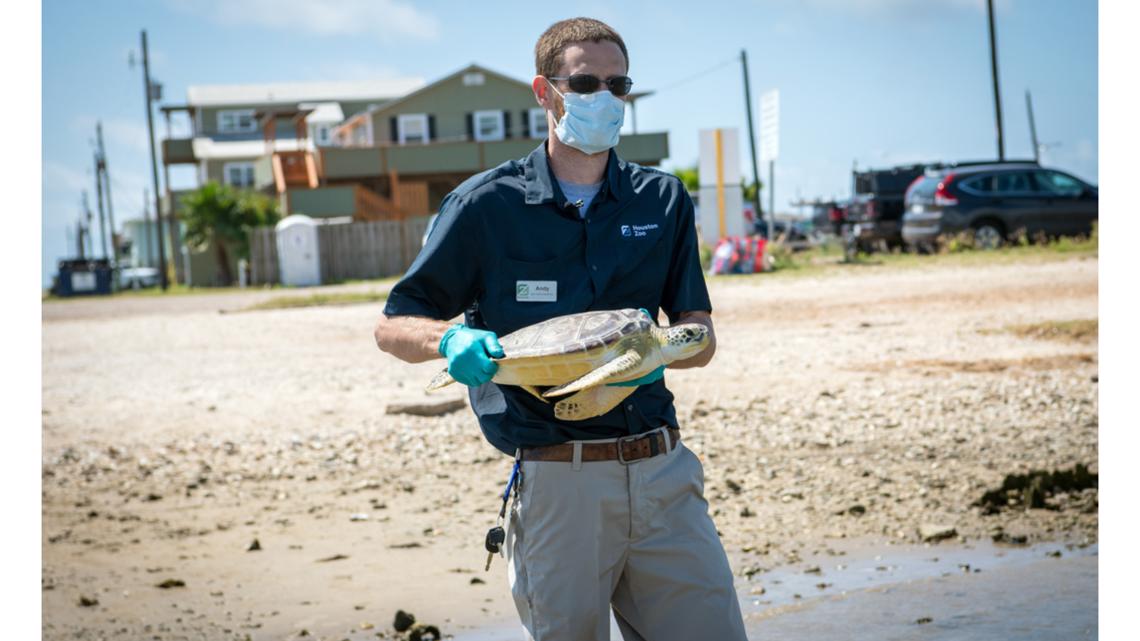 Houston Zoo releases sea turtles back into the wild | khou.com