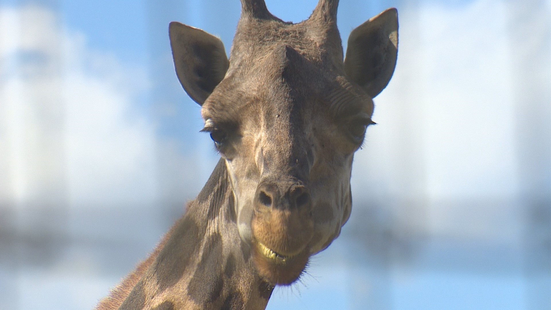 Wildlife park in Alvin sold to Friendswood couple | khou.com