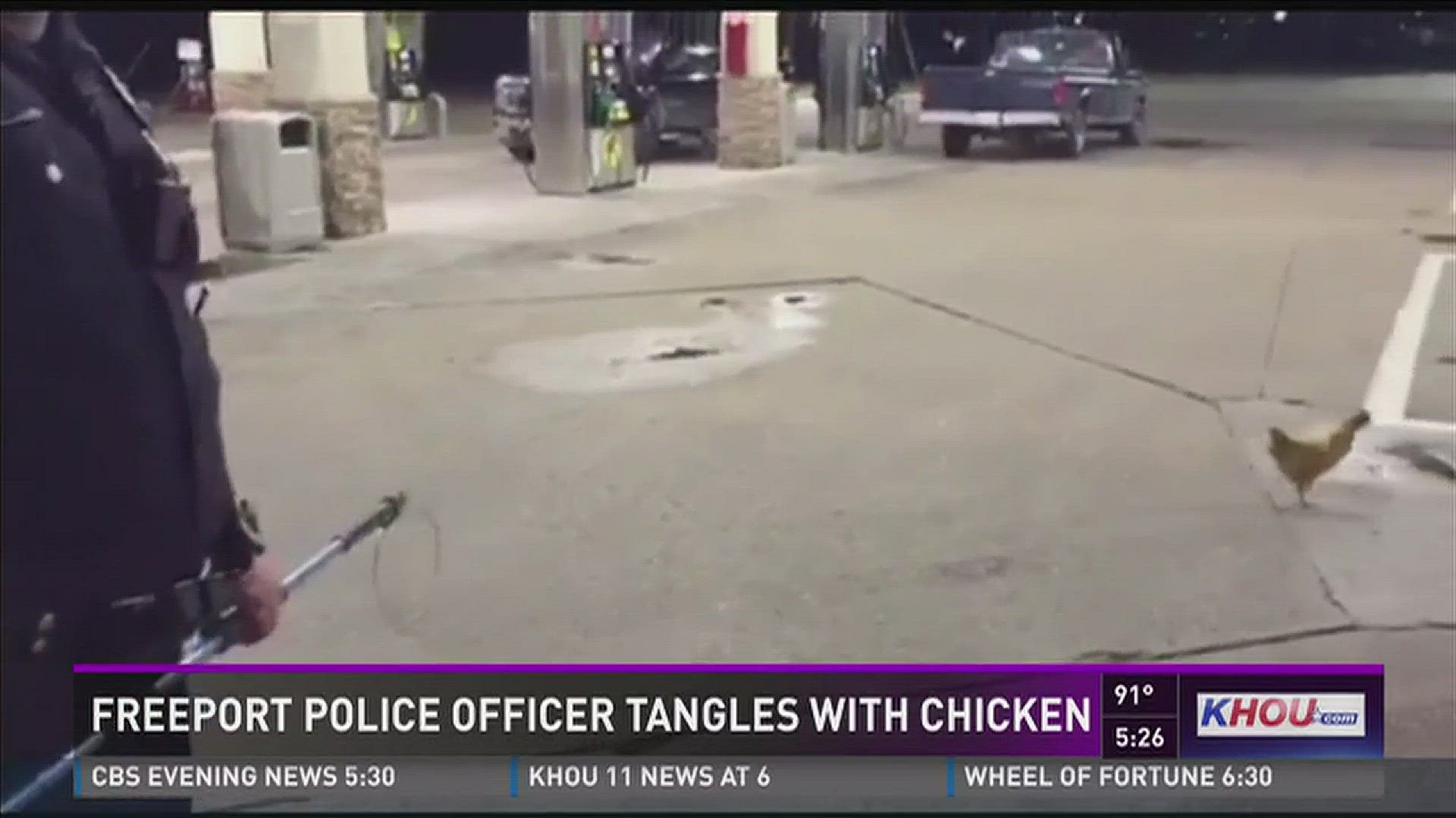 Freeport police officer tangles with chicken | khou.com