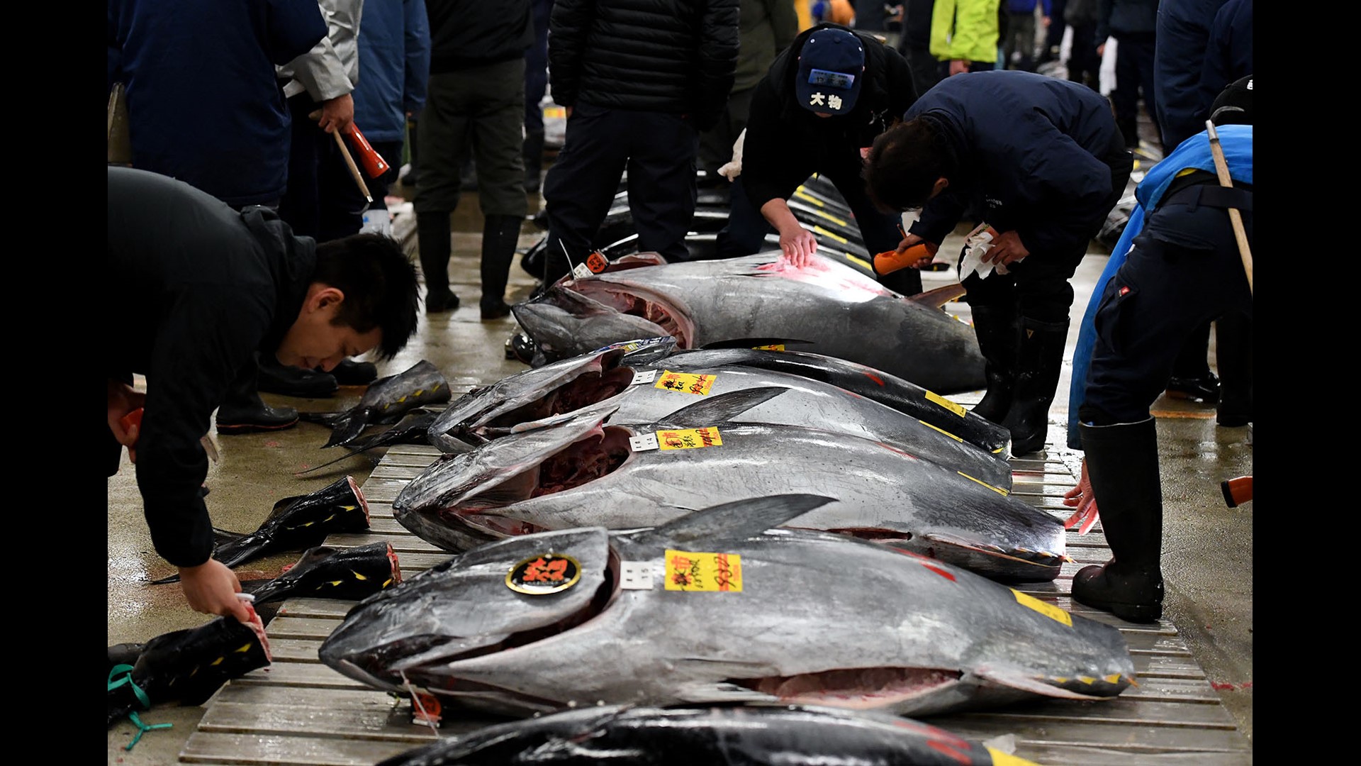 Photos: Massive bluefin tuna sells for $632,000 | khou.com