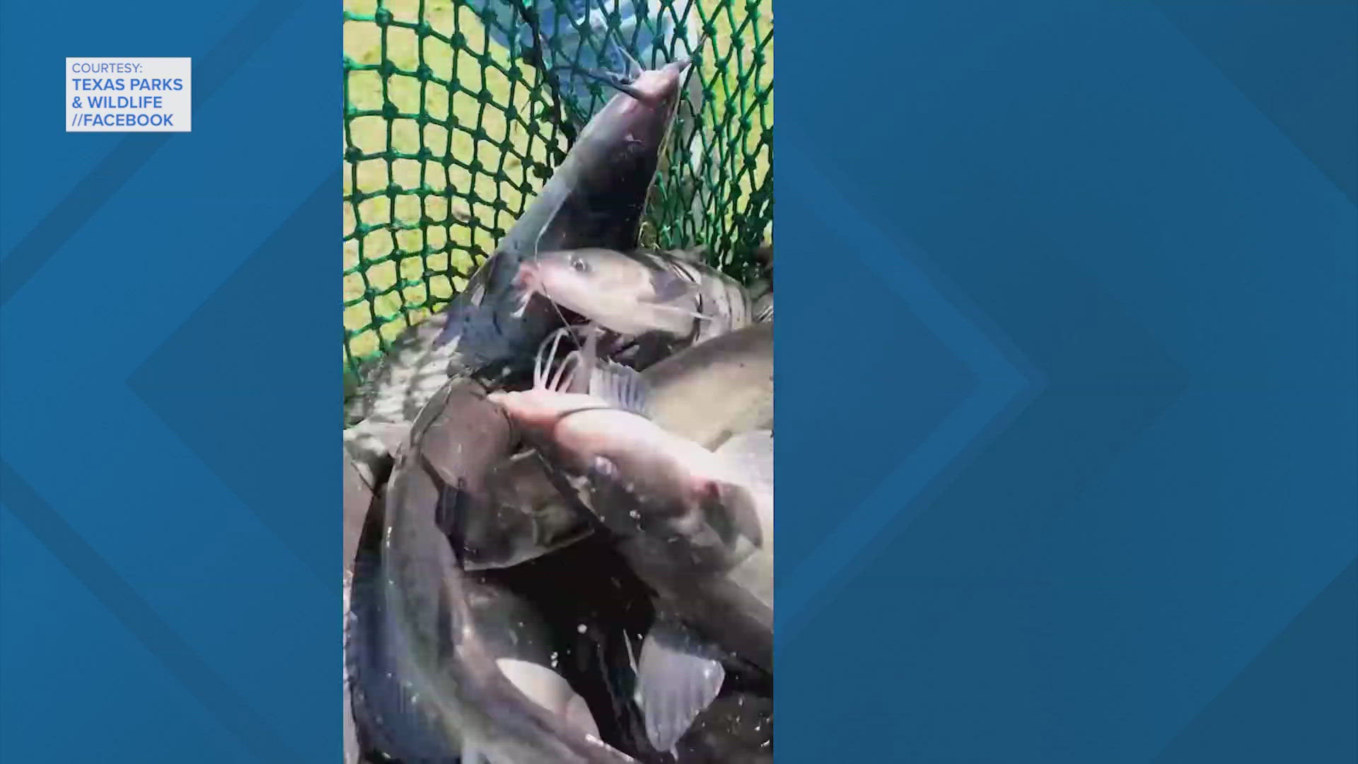Houston neighborhood lakes stocked with catfish, TPWD says | khou.com