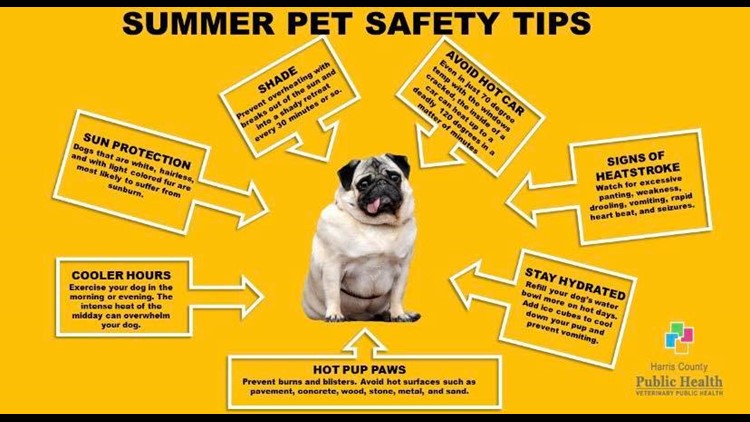 How To Keep Dog Cool In Extreme Heat