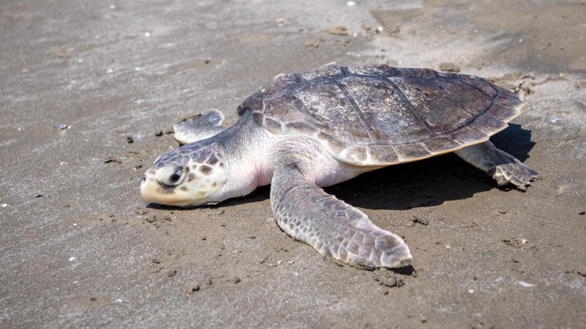 Houston Zoo releases sea turtles back into the wild | khou.com