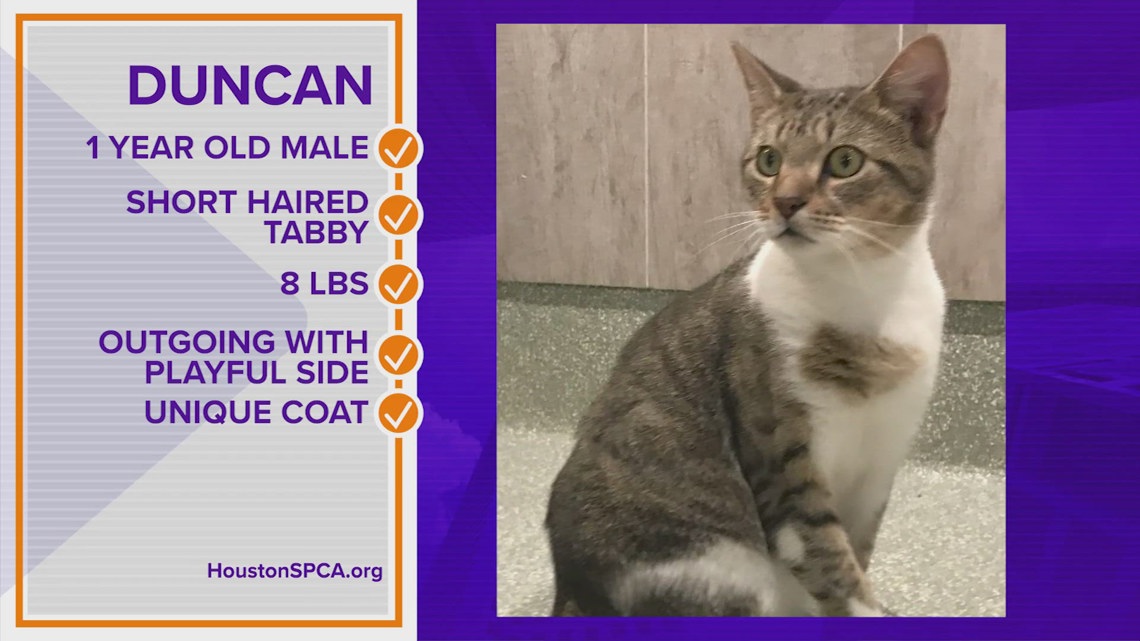 Meet Duncan, a 1-year-old short-haired Tabby, ready for a forever home ...
