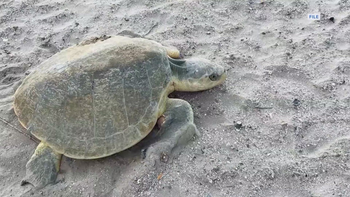 Experts warn: Don’t touch stranded sea turtles in Texas | khou.com