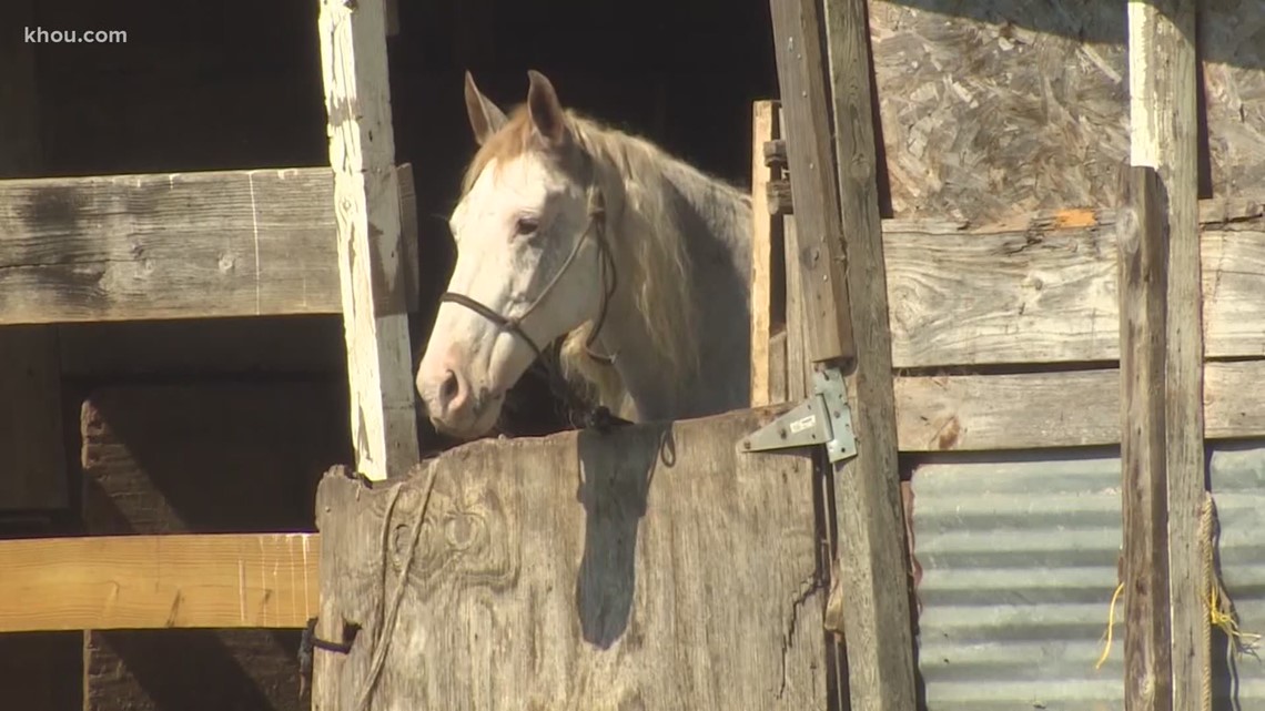 5 horses found slaughtered in Houston area | khou.com