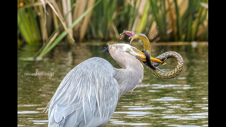 Photos of Great Blue Heron wrangling snake at Brazos Bend park | khou.com