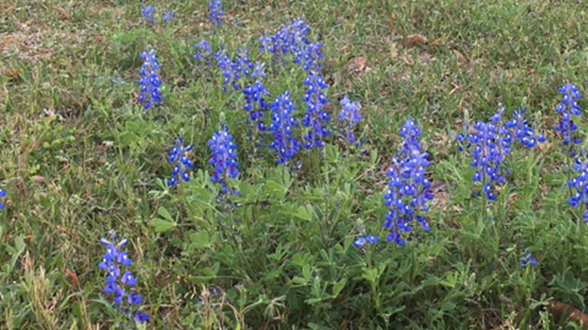 Where are the best places near Houston to see wildflowers? | khou.com