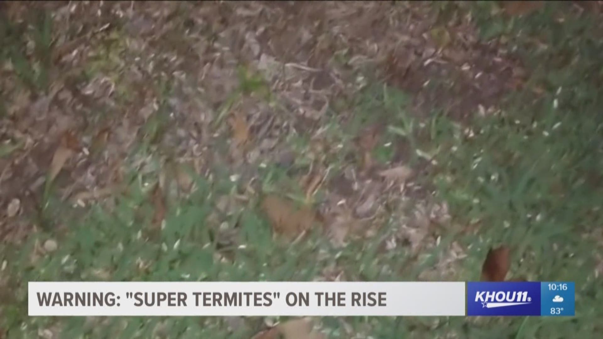 Pest control experts warn 'super termites' are on the rise | khou.com