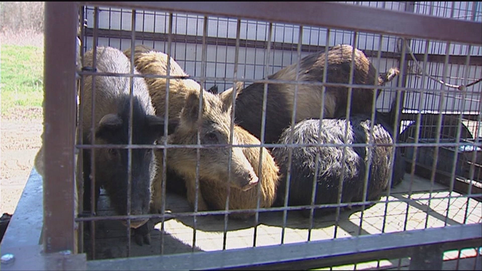 Texas judge puts poison plan for feral hogs on hold | khou.com